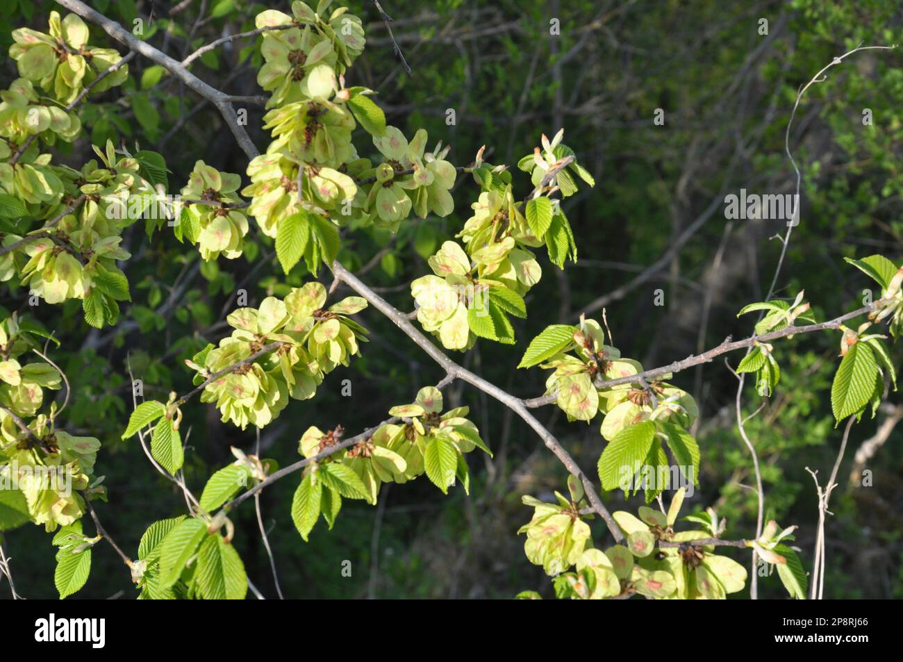 In spring, an elm grows and blooms in nature Stock Photo - Alamy