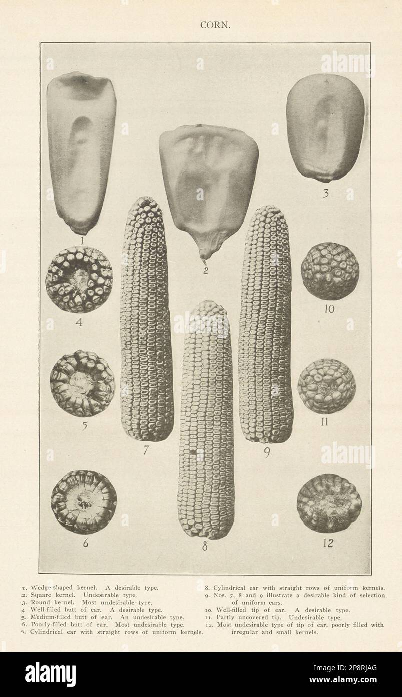 CORN. Wedge-shaped Square Round kernel. butt of ear Cylindrical ear tip ...