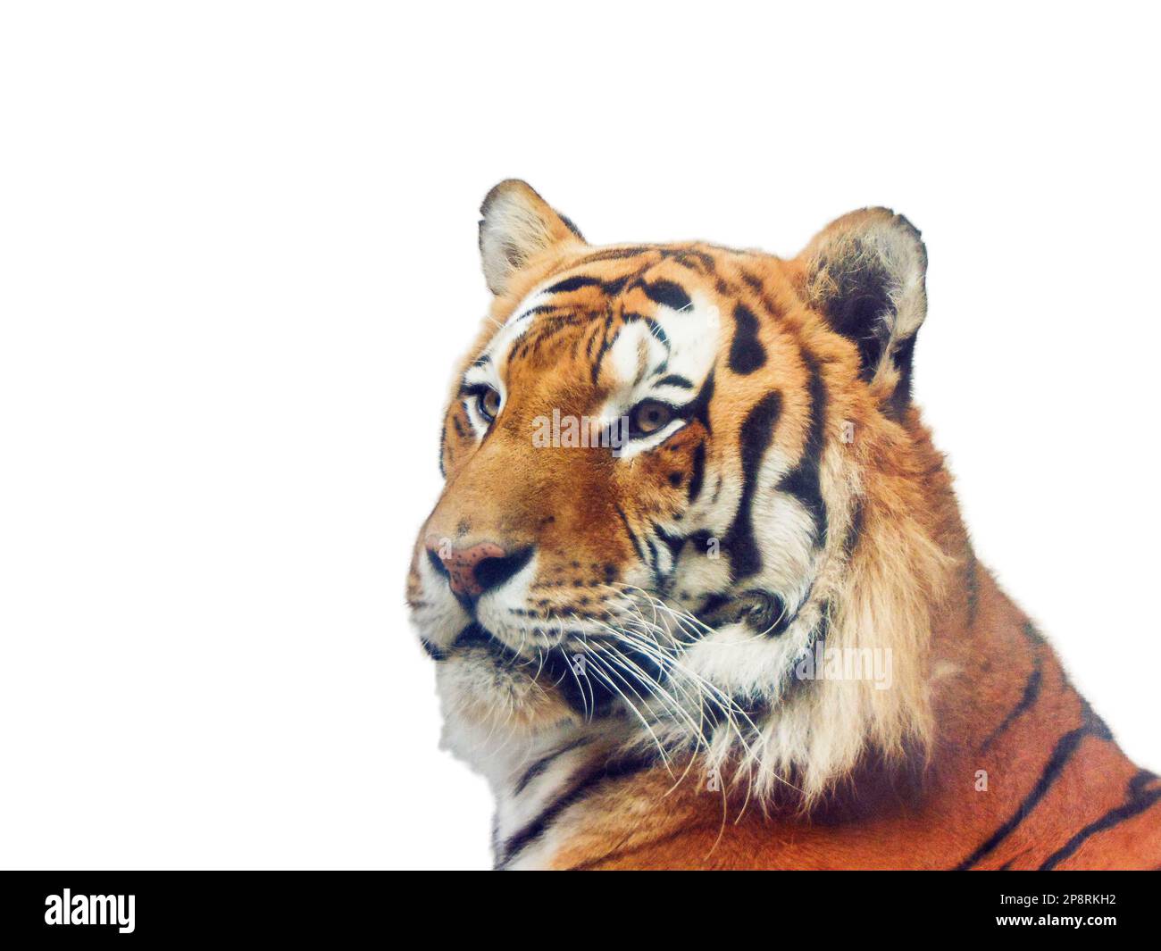 Siberian tiger isolated on white background Stock Photo - Alamy