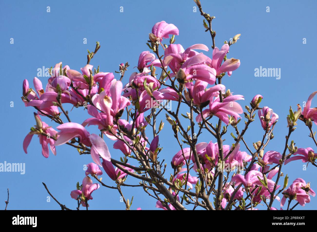 In the spring, a magnolia tree blooms in the garden Stock Photo - Alamy