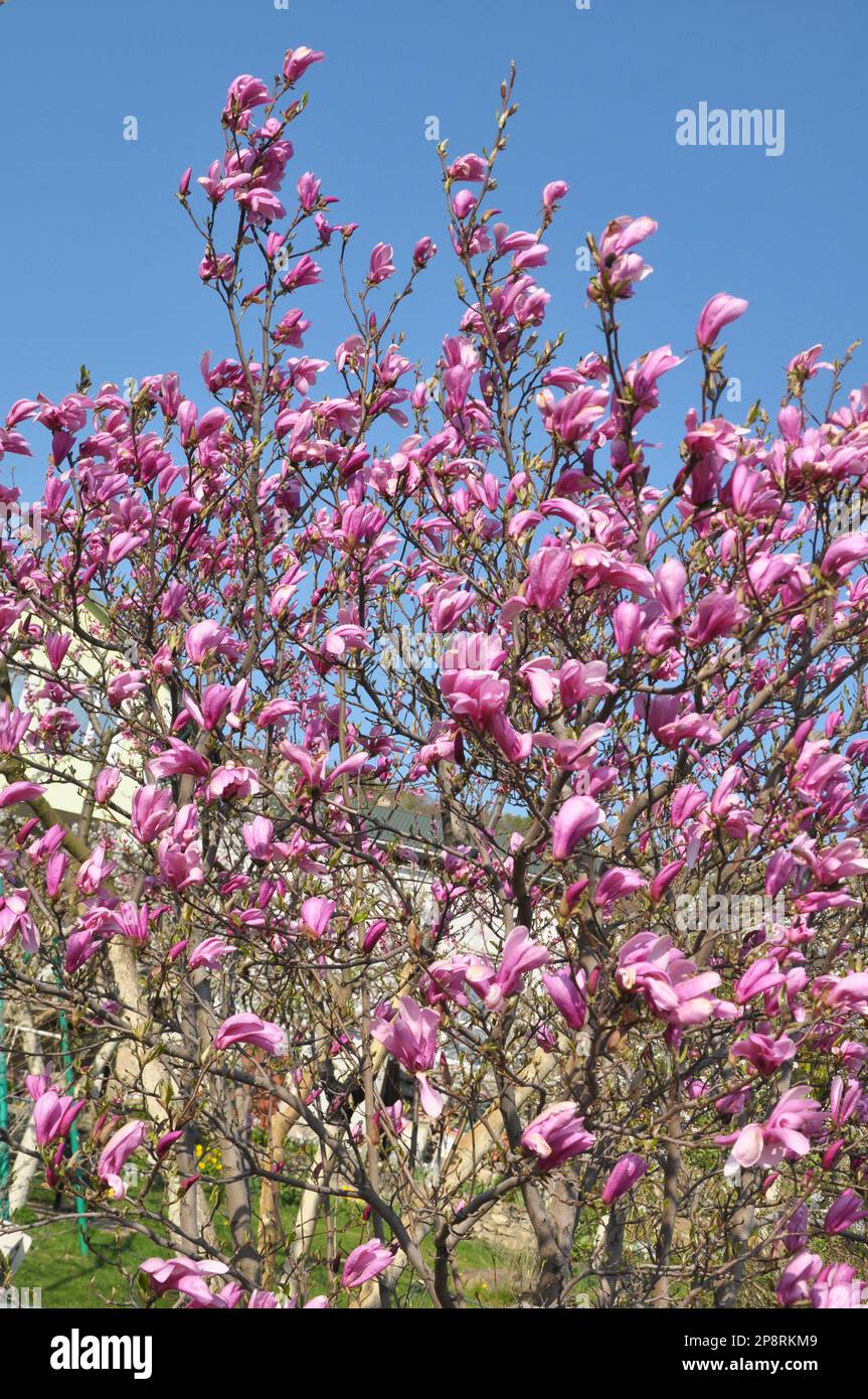 In the spring, a magnolia tree blooms in the garden Stock Photo - Alamy