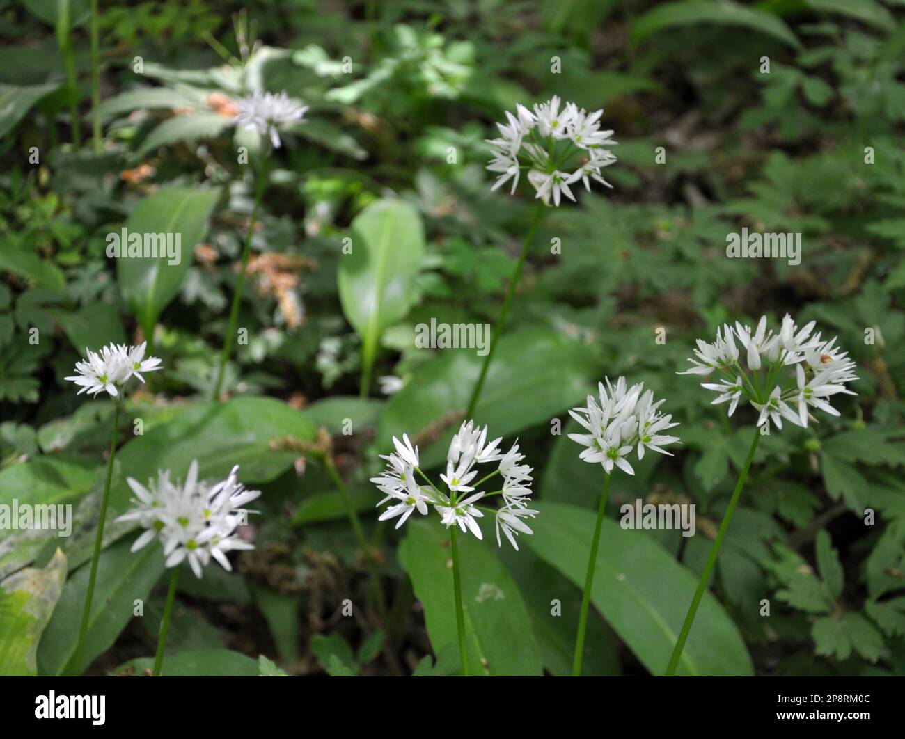 Allium ursinum grows in the forest, in the wild Stock Photo - Alamy