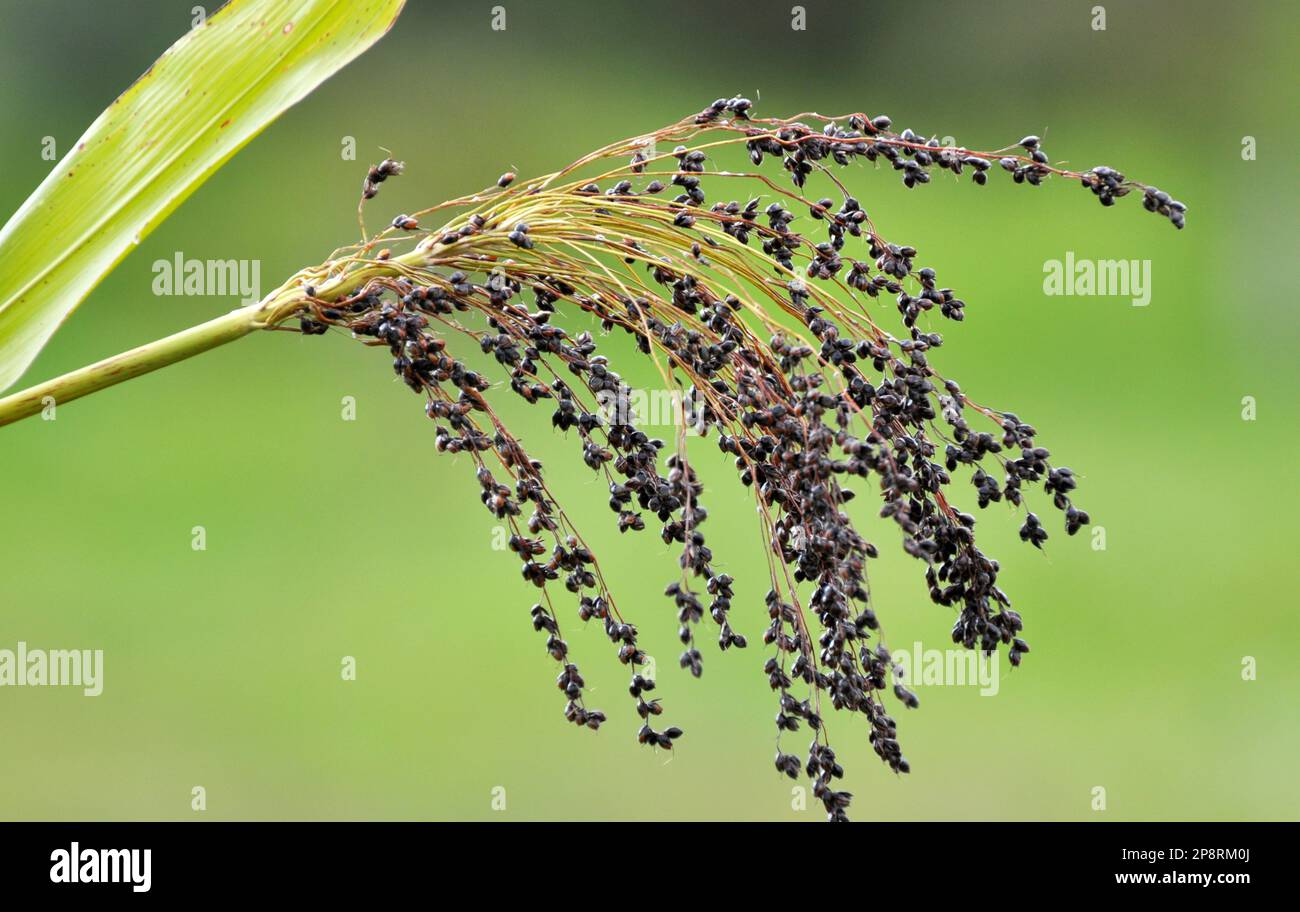 Common sorghum (Sorghum bicolor) grows in a farm field Stock Photo - Alamy