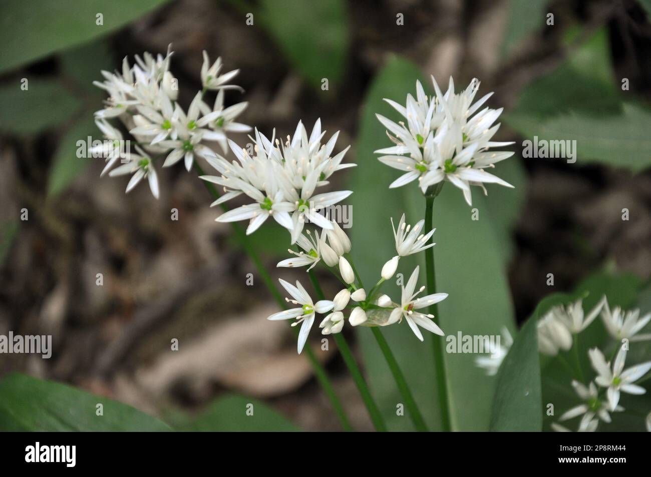 Allium ursinum grows in the forest, in the wild Stock Photo - Alamy