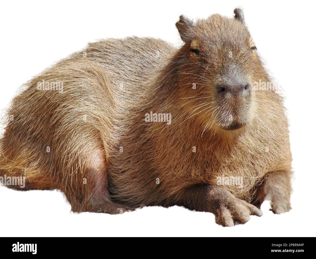 capybara isolated on white background Stock Photo - Alamy