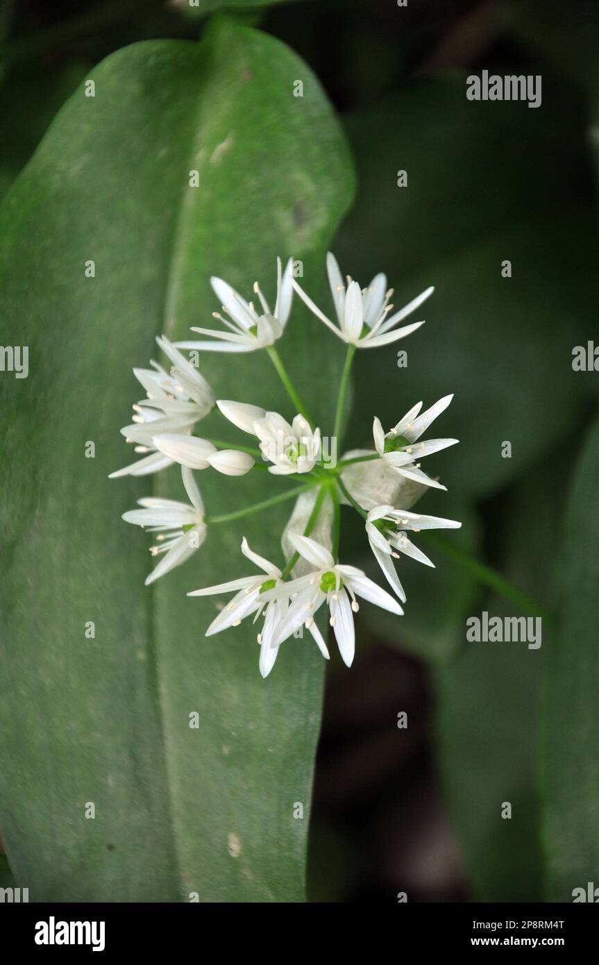 Allium ursinum grows in the forest, in the wild Stock Photo - Alamy
