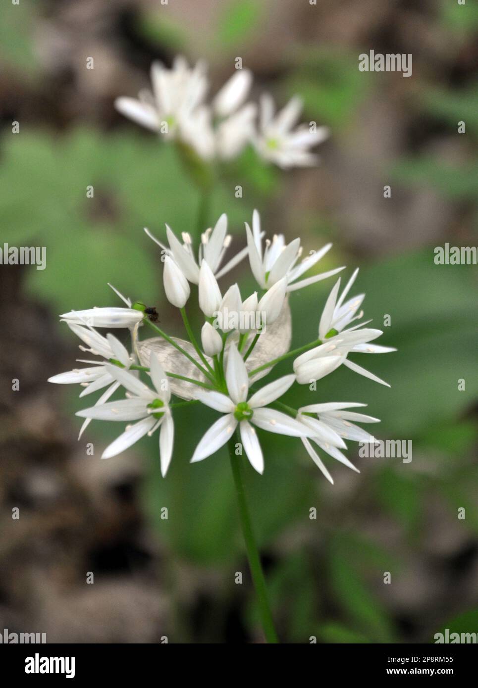 Allium ursinum grows in the forest, in the wild Stock Photo - Alamy