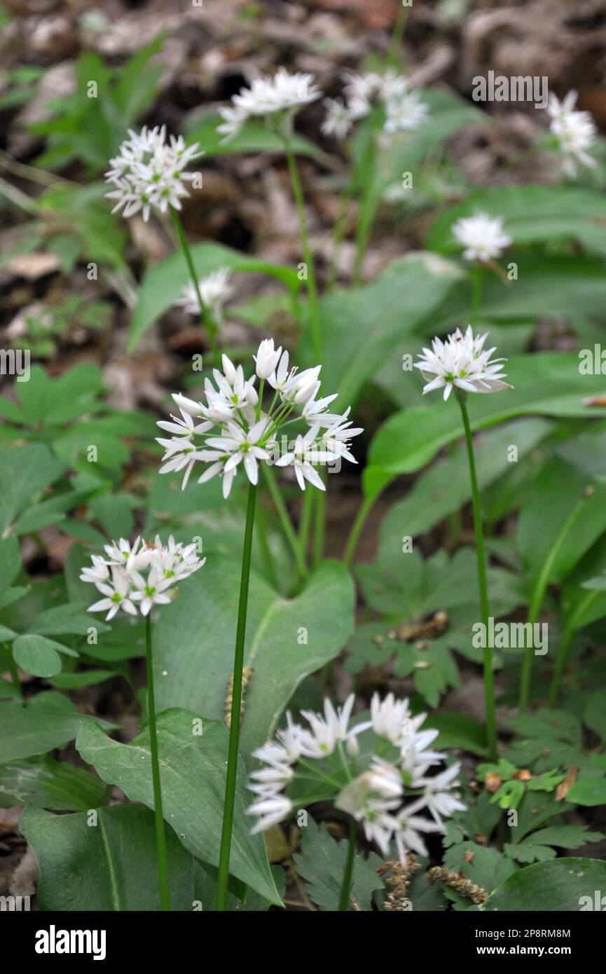 Allium ursinum grows in the forest, in the wild Stock Photo - Alamy