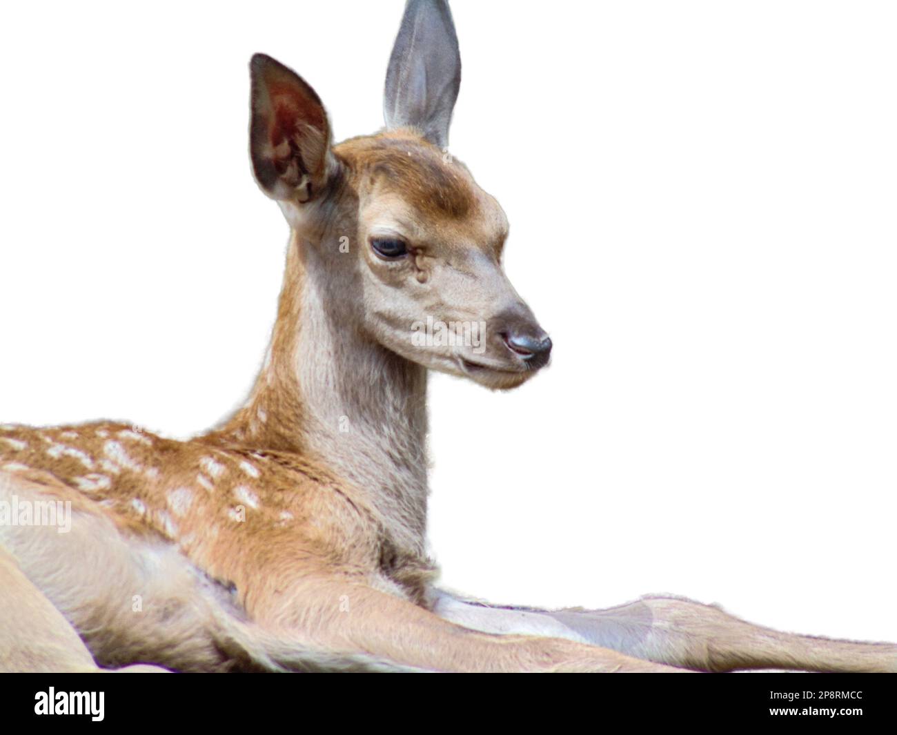 little deer isolated on white background Stock Photo - Alamy