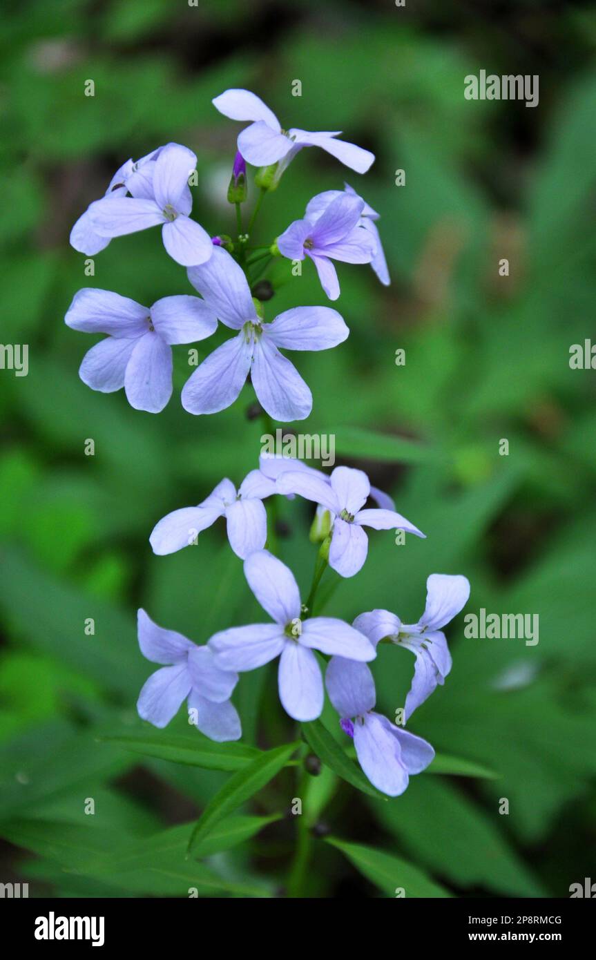 Bulbifera hi-res stock photography and images - Alamy