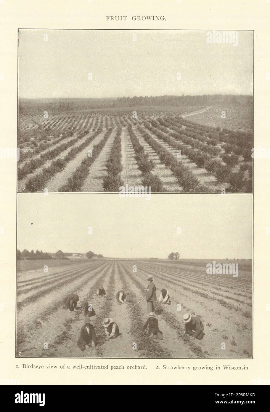 FRUIT GROWING. A well-cultivated peach orchard. Strawberries in ...