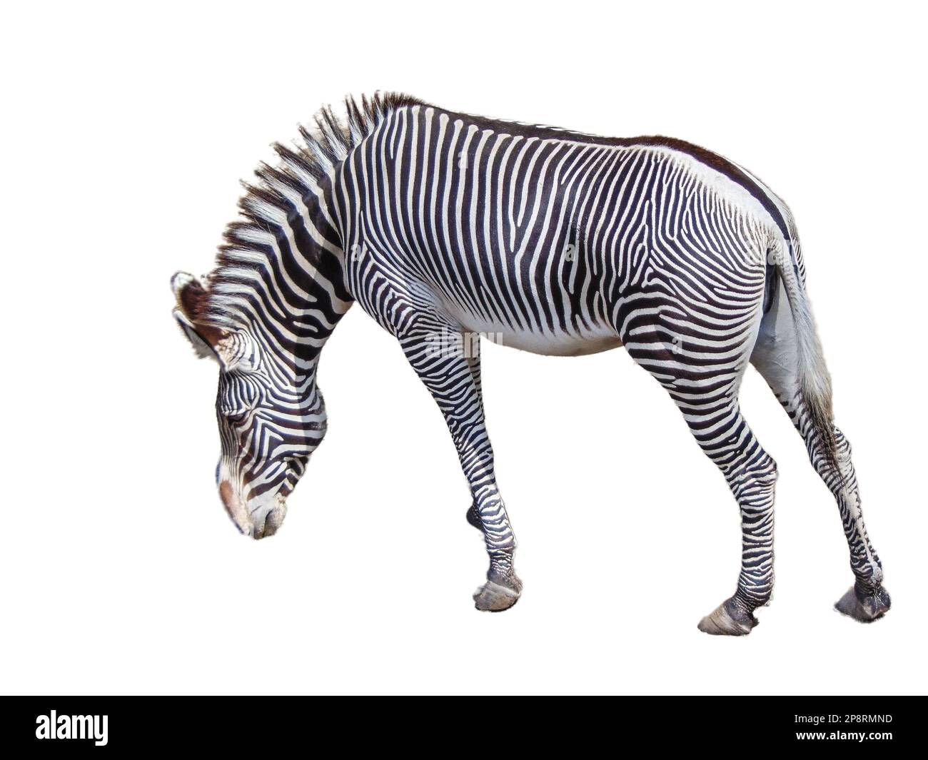 Zebra on grass Cut Out Stock Images & Pictures - Alamy