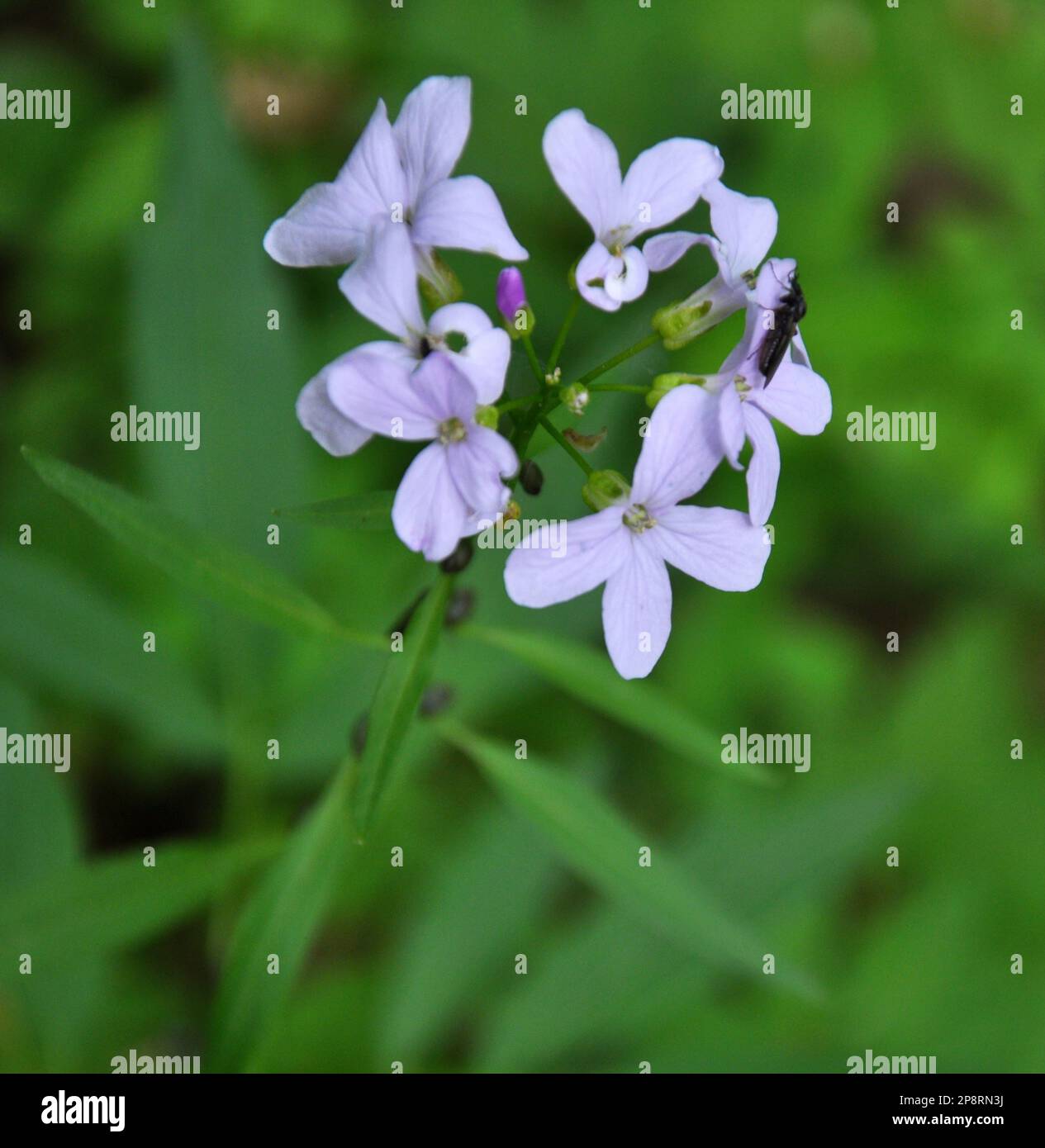 Bulbifera hi-res stock photography and images - Alamy