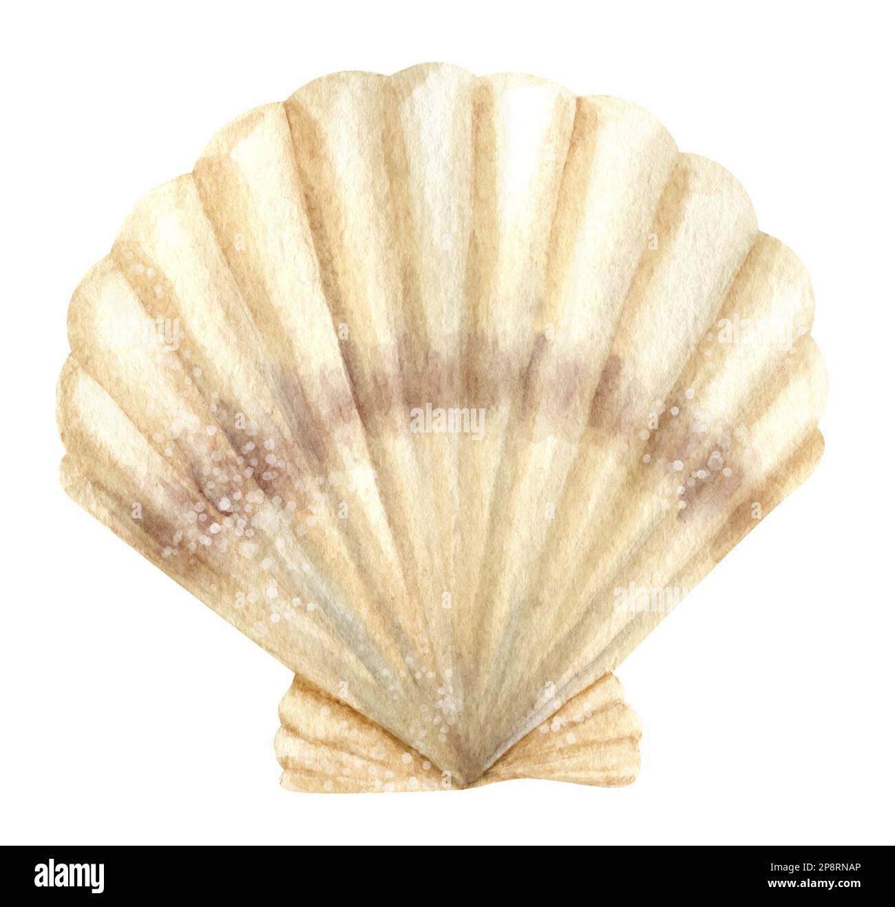 Watercolor Seashell. Hand drawn illustration of Scallop on isolated ...