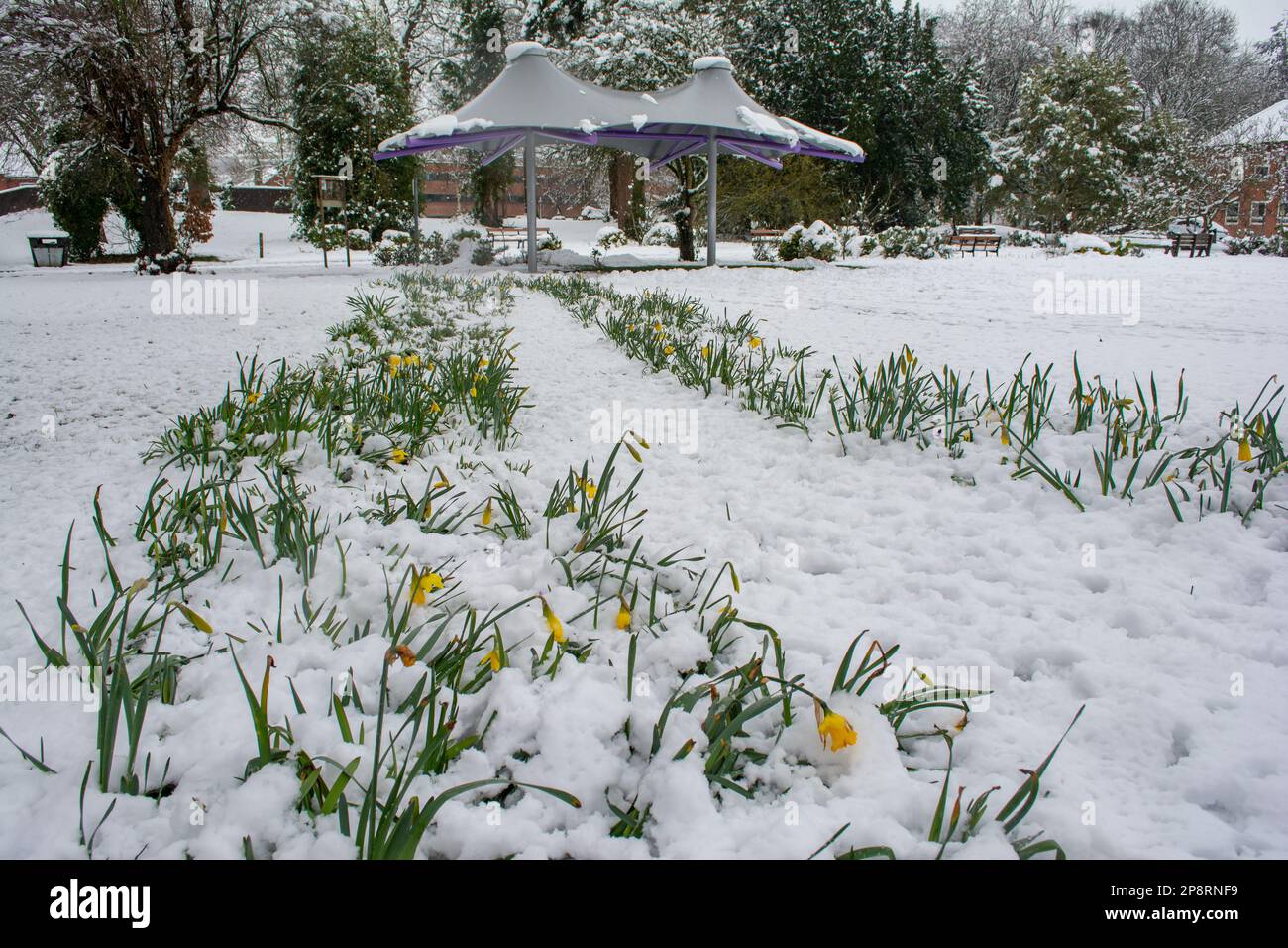 Newtown, Wales, 09/03/2023, Heavy snowfall in Newtown Mid Wales today ...