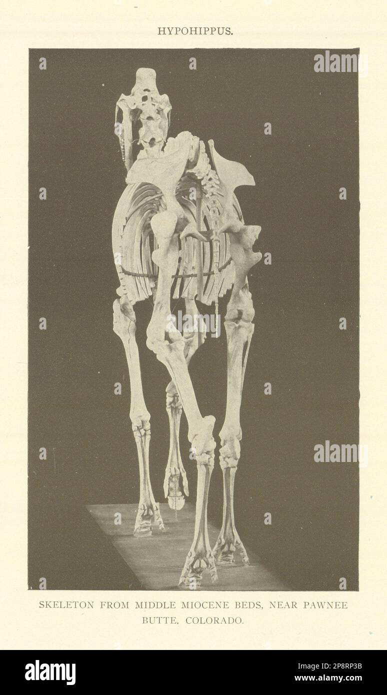 Hypohippus hi-res stock photography and images - Alamy