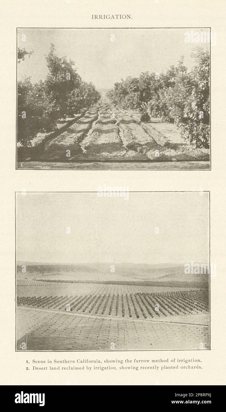 IRRIGATION Southern California furrow method. Reclaimed desert orchards ...