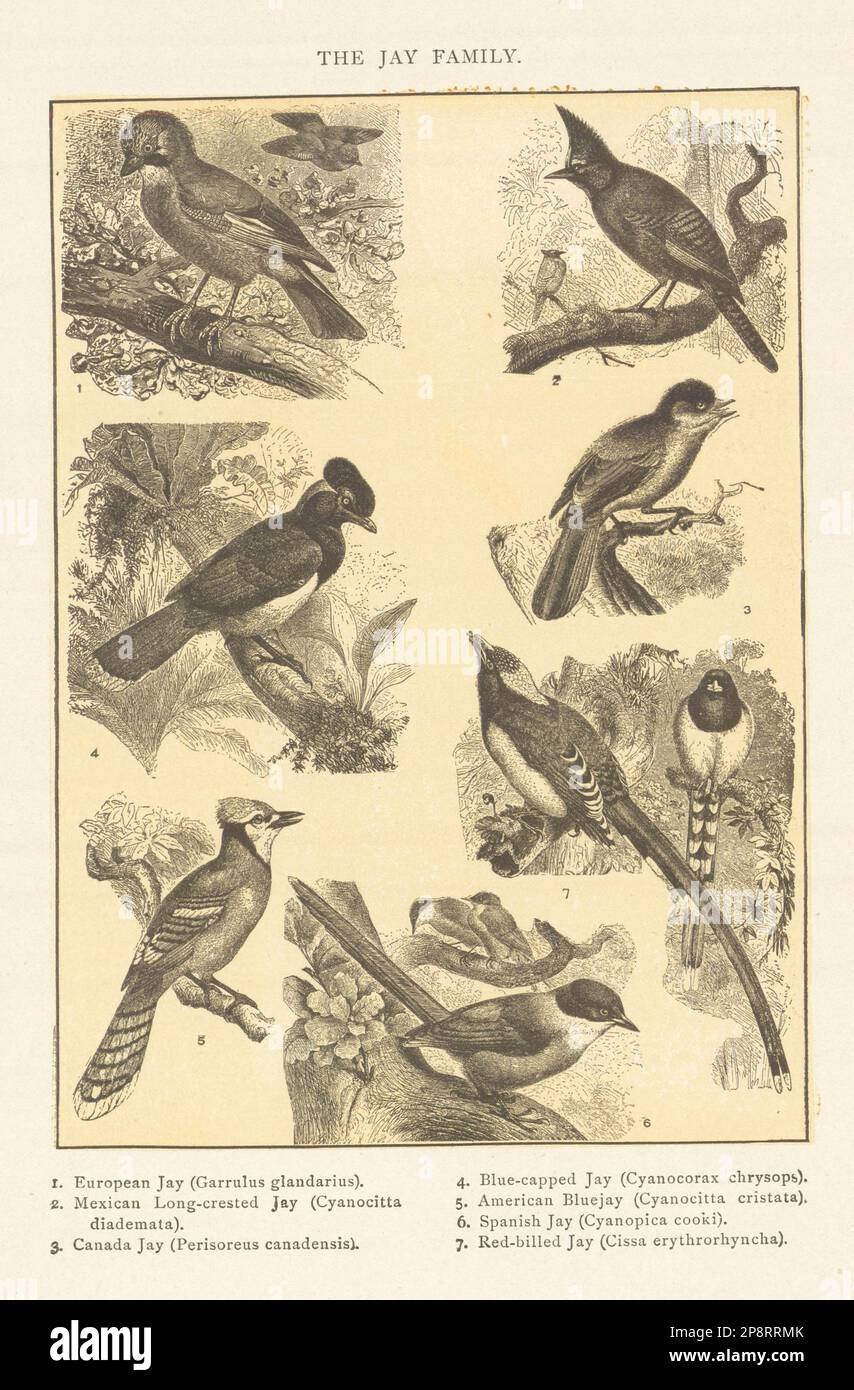 Blue crest birds hi-res stock photography and images - Alamy