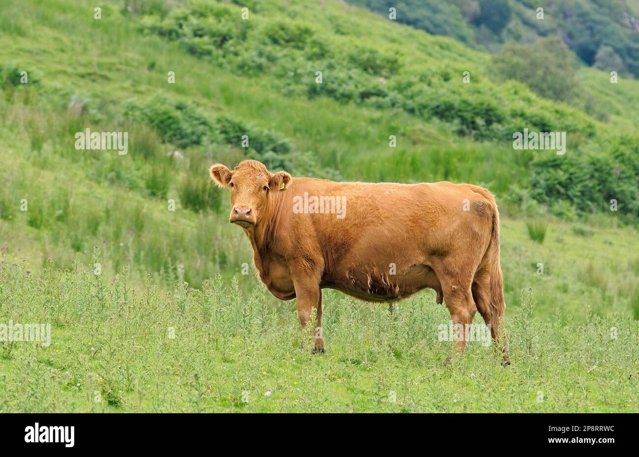 Dexter cow standing in a Scottish meadow looking at the camera Stock ...