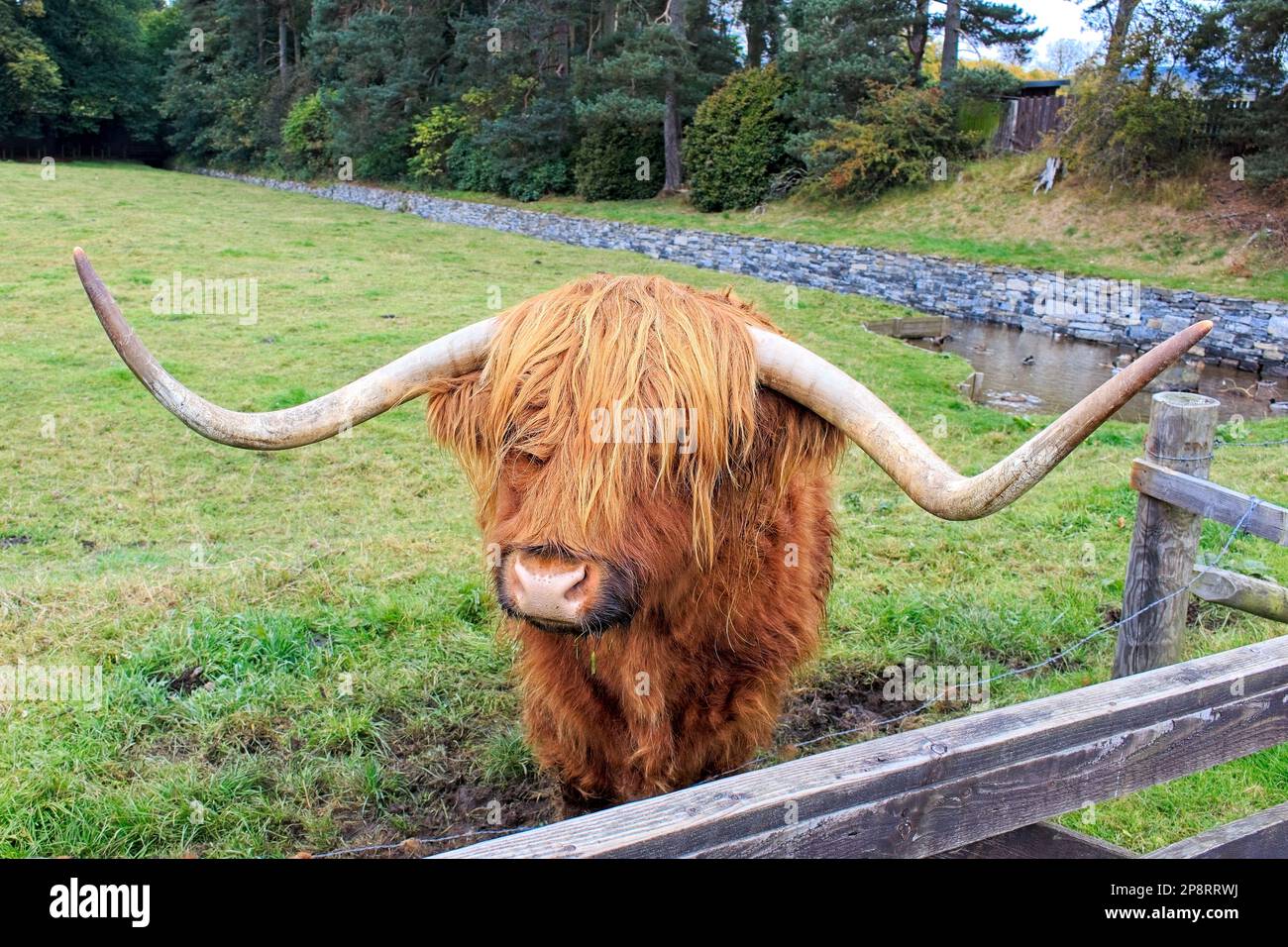Profile of a Highland Cow's head with large horns standng by a wood ...