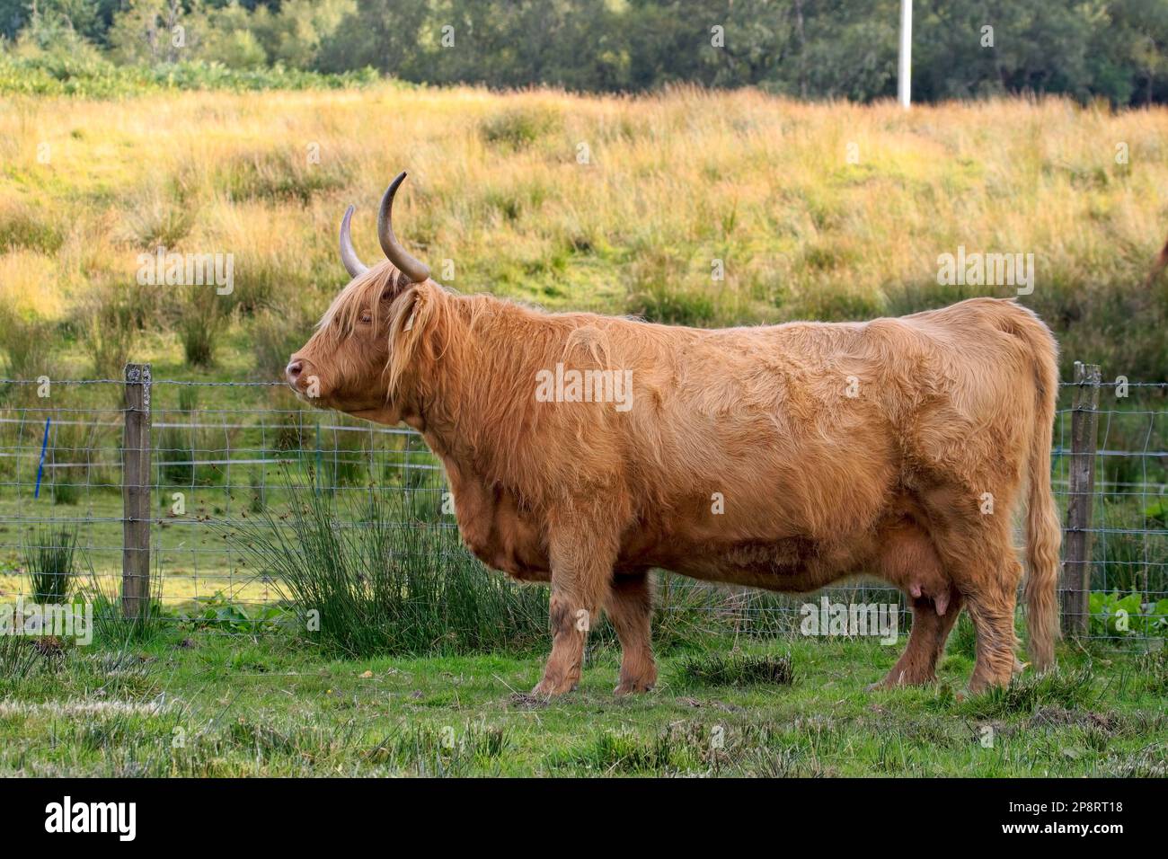Highland cow face close up hi-res stock photography and images - Alamy