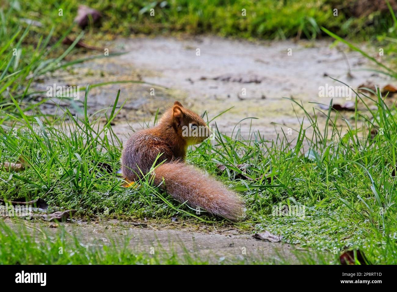One endangered red squirrel hi-res stock photography and images - Alamy