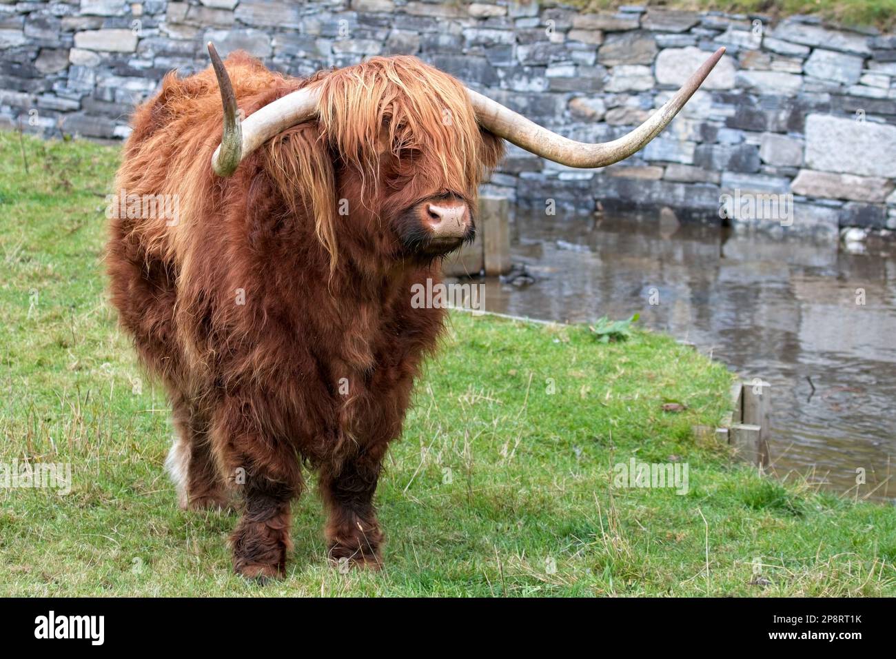 Highland Cow's head with large horns and long hiary coat Stock Photo ...