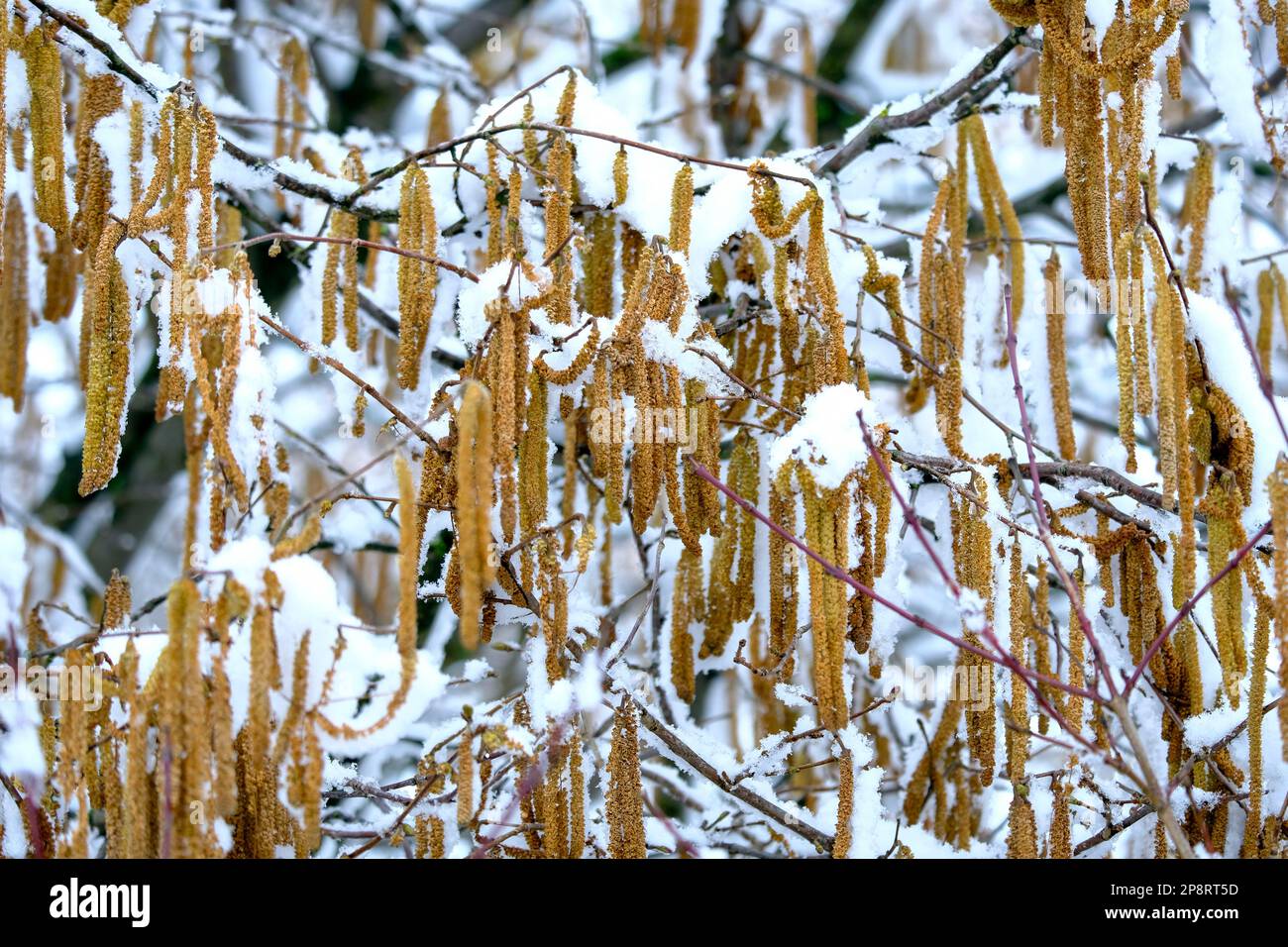 Erle hi-res stock photography and images - Alamy