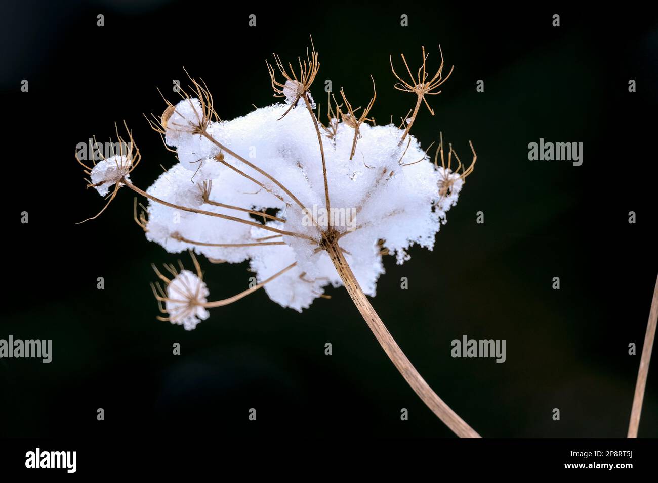 DEU, Deutschland, Nordrhein-Westfalen, Ruhrgebiet, Essen, 08.03.2023 ...