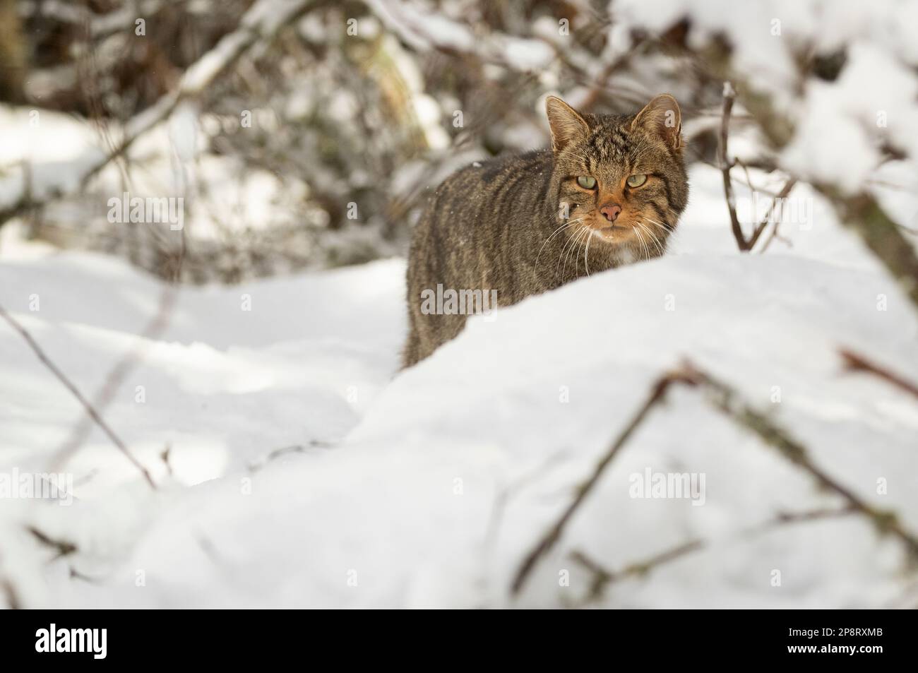Wildcat male roaming his territory with a heavy snowfall in an oak ...