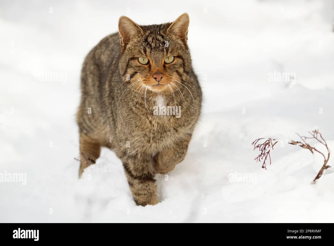 Wildcat male roaming his territory with a heavy snowfall in an oak ...