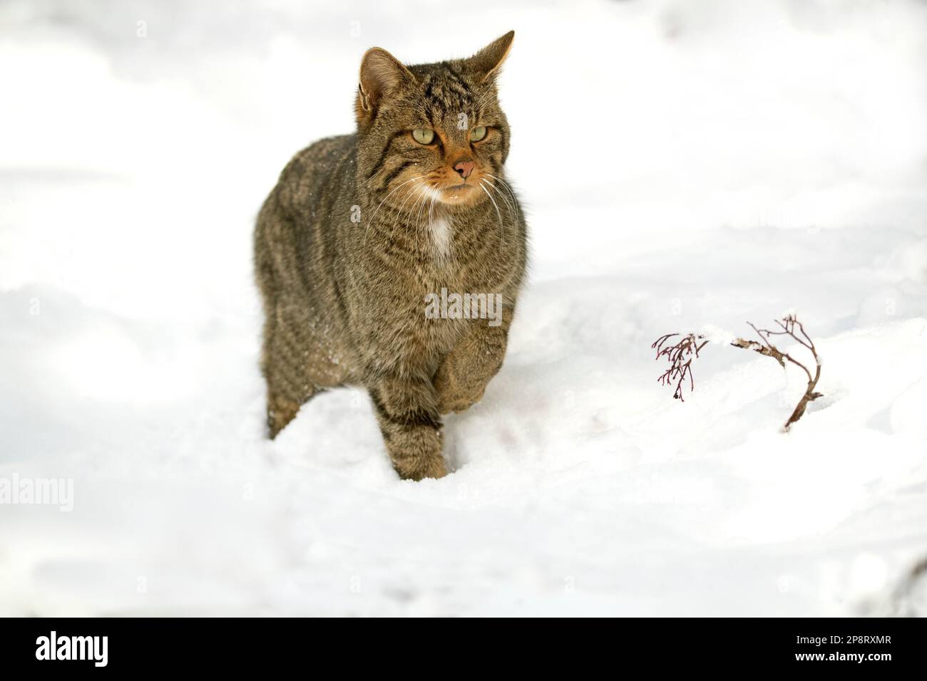 Wildcat male roaming his territory with a heavy snowfall in an oak ...