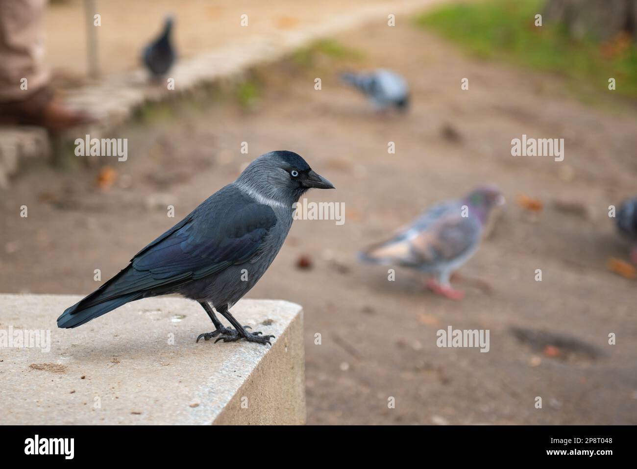 Sharp stone hi-res stock photography and images - Alamy