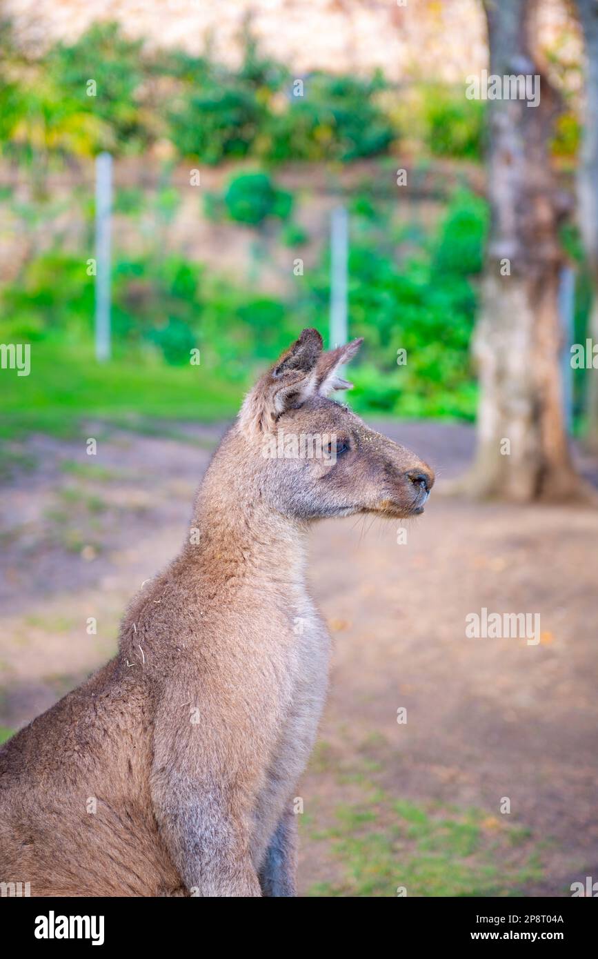 Kangaroos at dawn hi-res stock photography and images - Alamy
