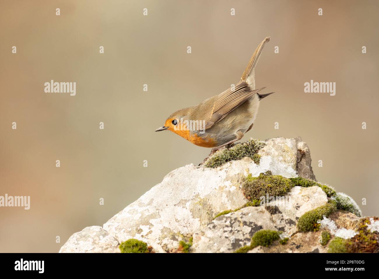 Robin eating berries hi-res stock photography and images - Alamy