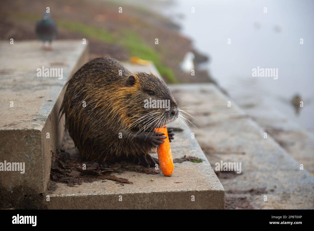 Beaver eating carrot hi-res stock photography and images - Alamy