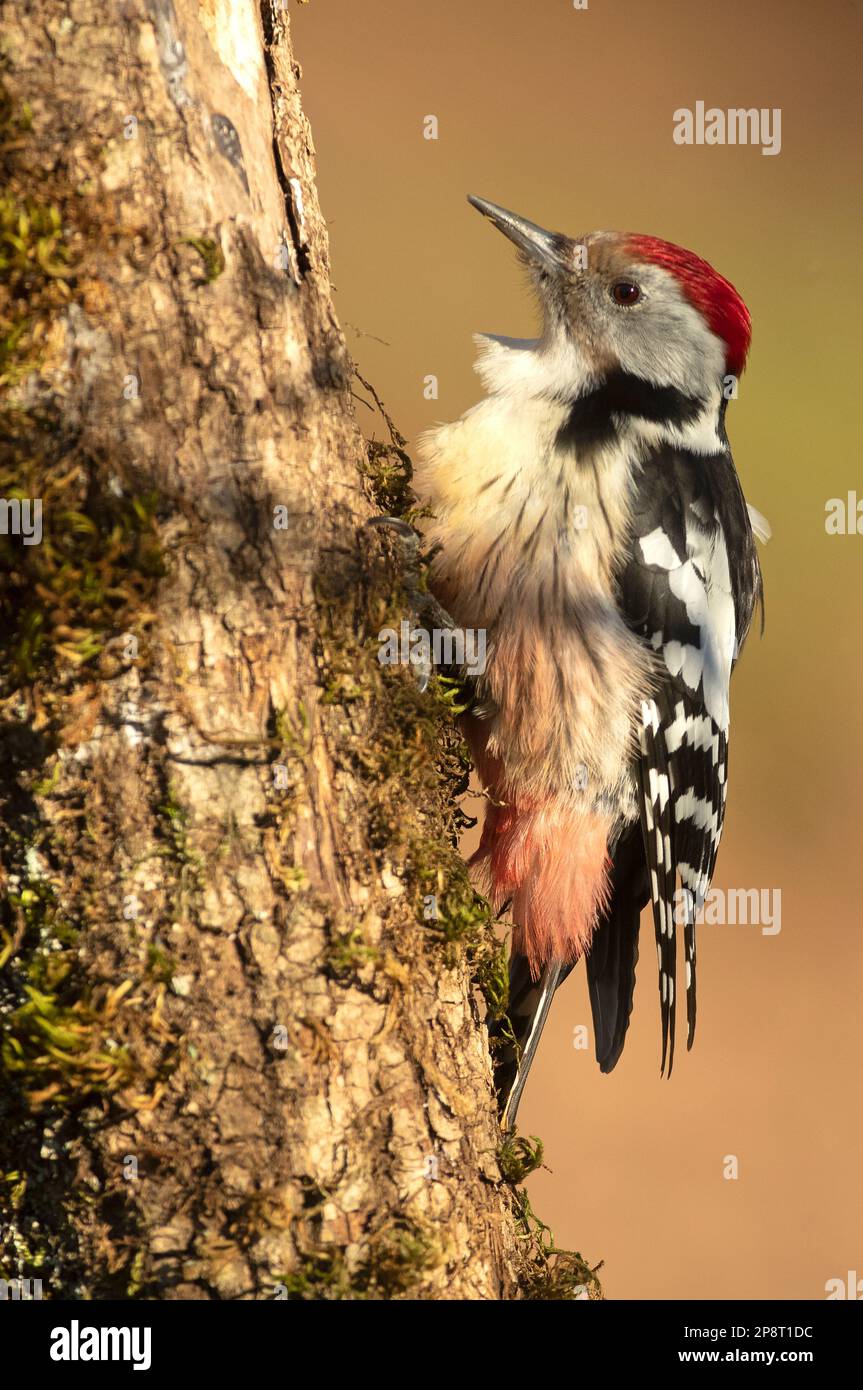 Middle spotted woodpecker male in an oak forest looking for food after ...