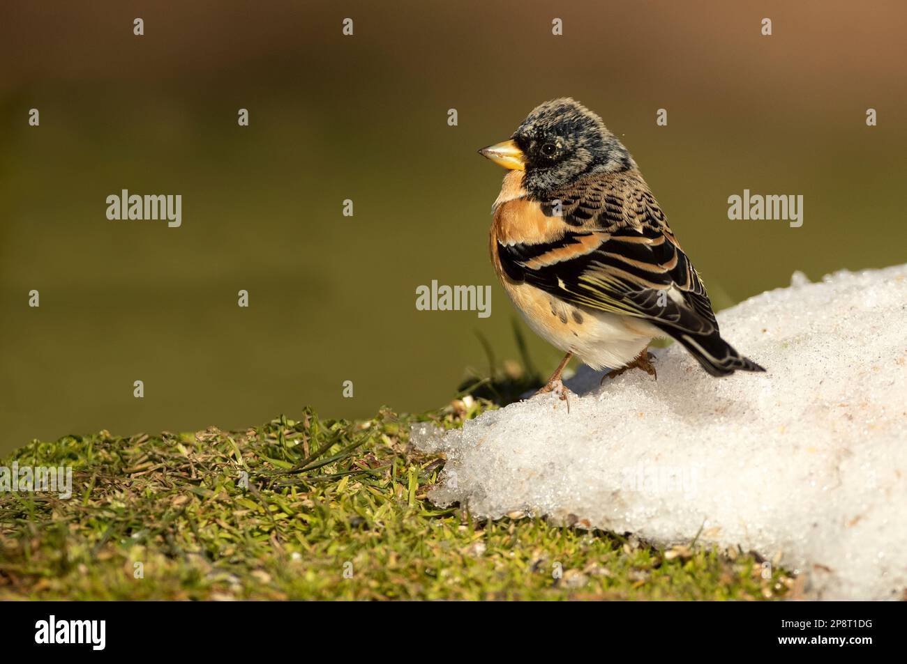 Adult male brambling spring hi-res stock photography and images - Alamy