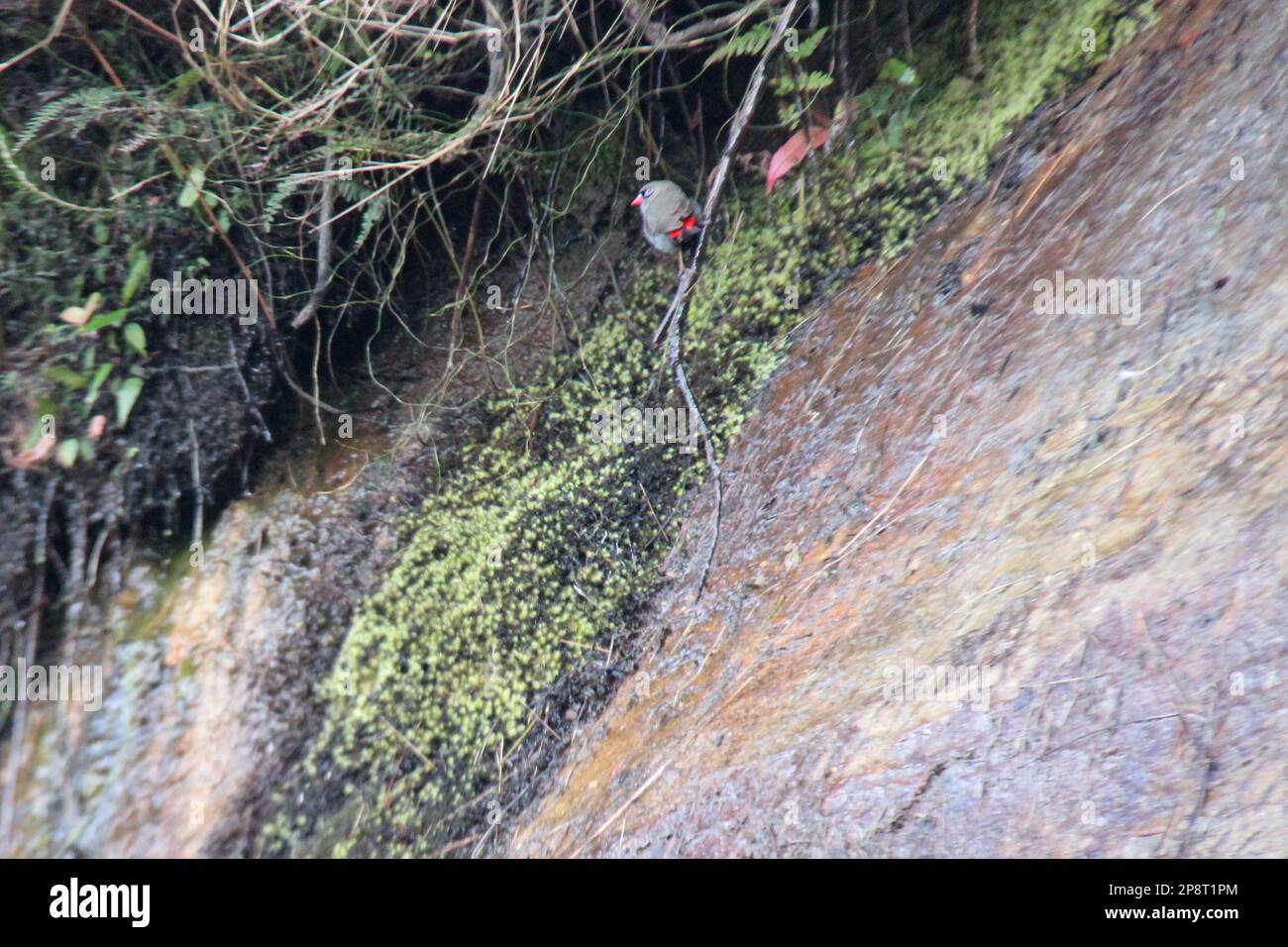 sparrow (?) at the blue mountains in australia Stock Photo - Alamy