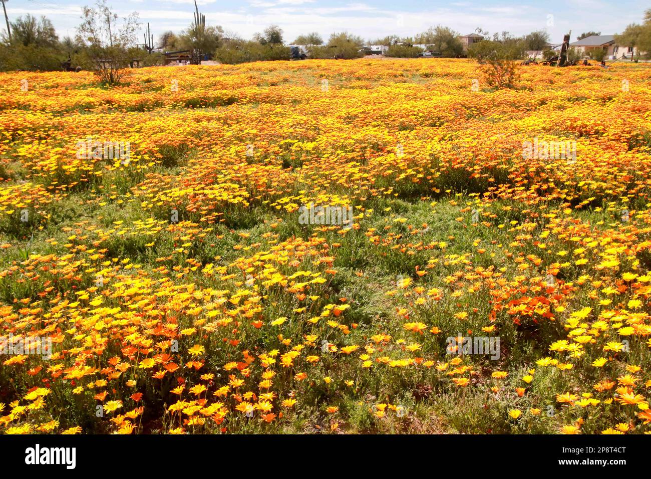 On a three acre plot a vibrant sea of yellow and orange flowers are in ...