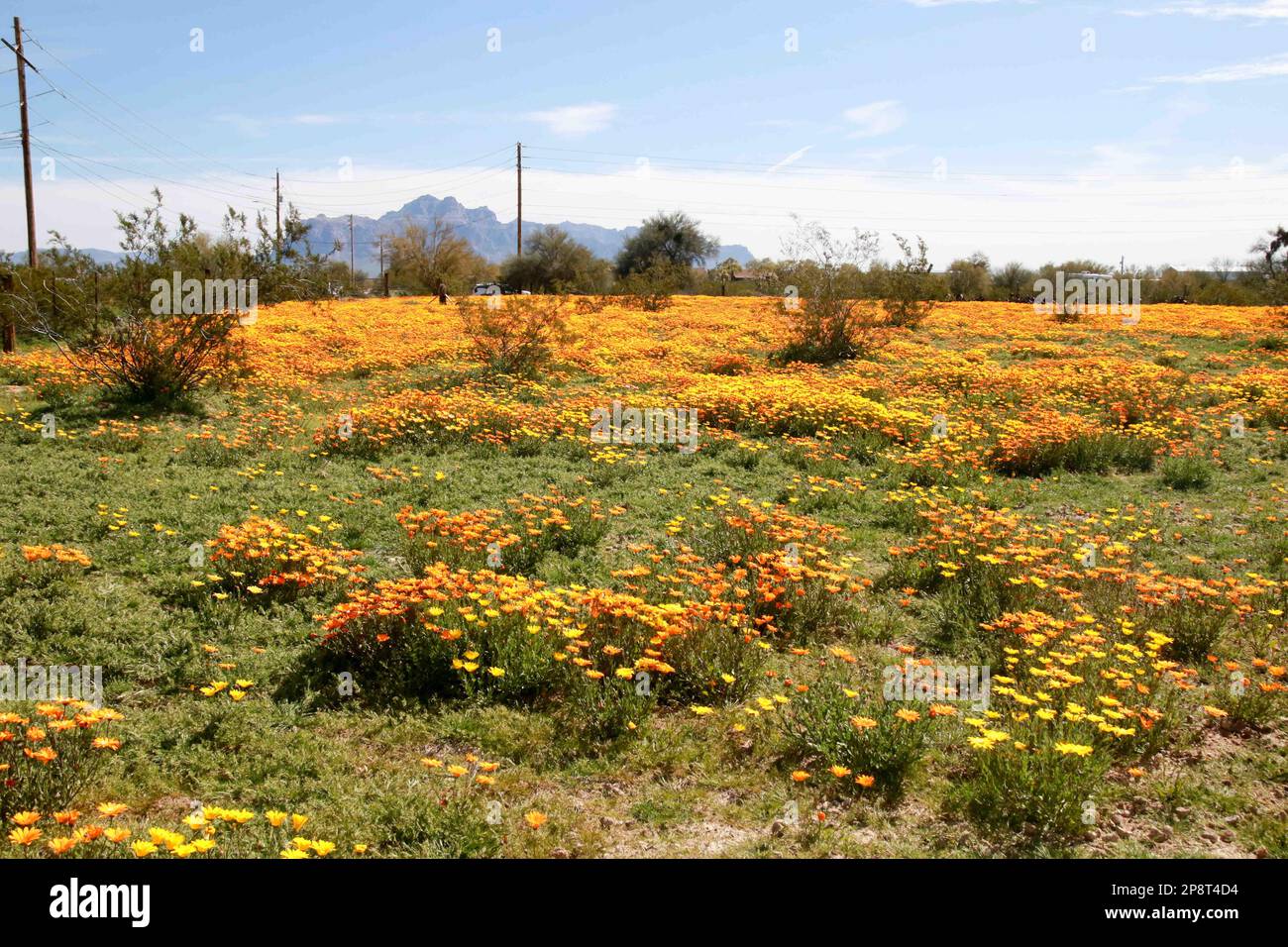 On a three acre plot a vibrant sea of yellow and orange flowers are in ...