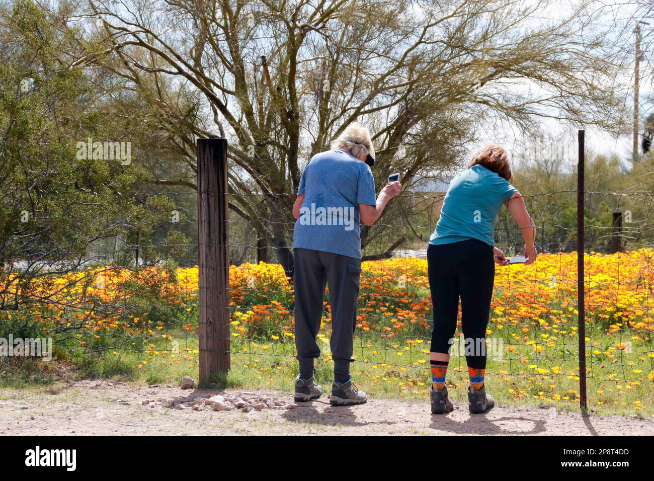 On a three acre plot a vibrant sea of yellow and orange flowers are in ...