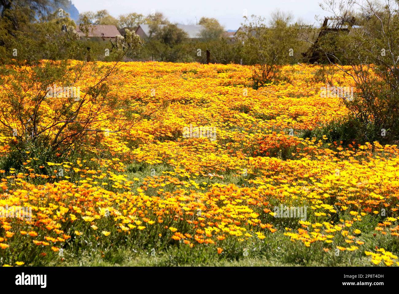 On a three acre plot a vibrant sea of yellow and orange flowers are in ...