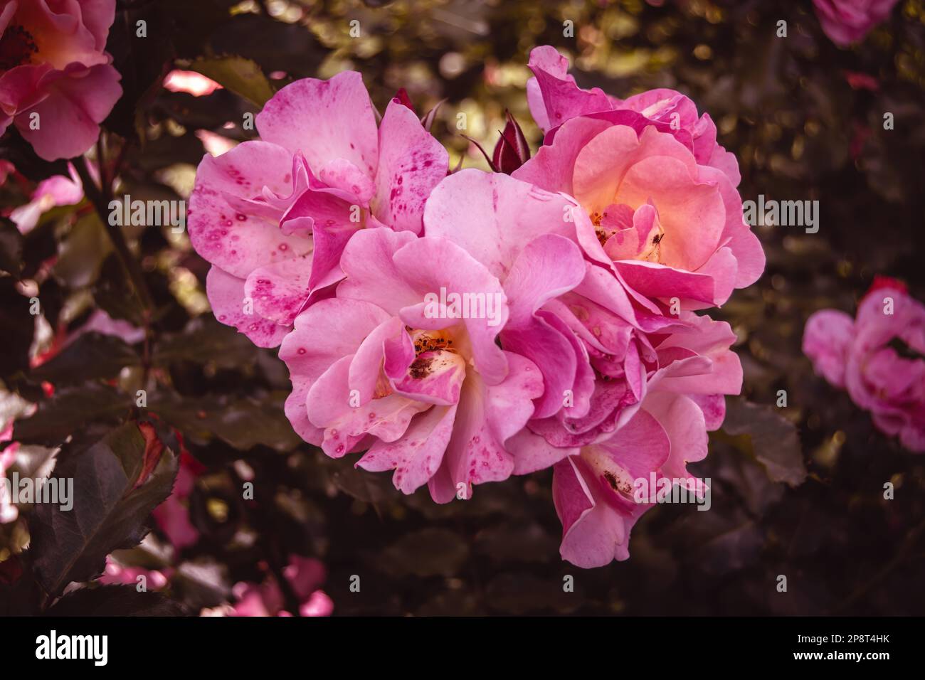 Rose Jazz, delicate beautiful pink rose. Exciting play of colors ...