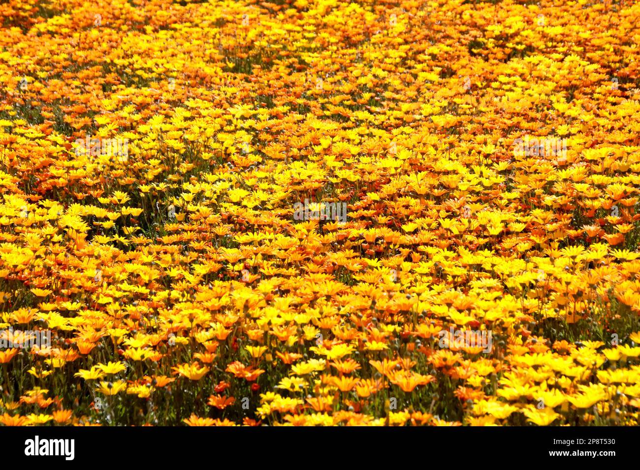 On a three acre plot a vibrant sea of yellow and orange flowers are in ...