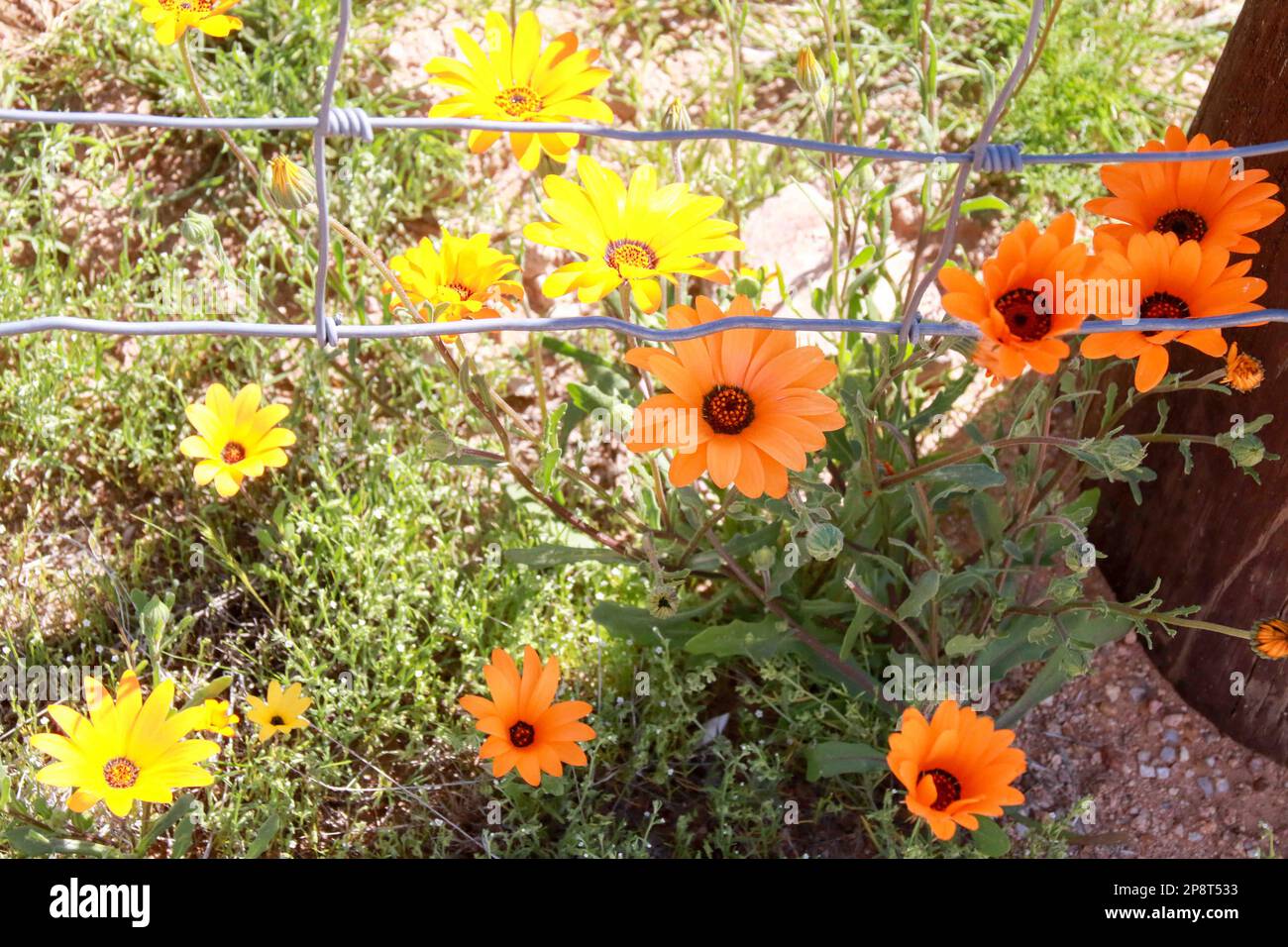 On a three acre plot a vibrant sea of yellow and orange flowers are in ...