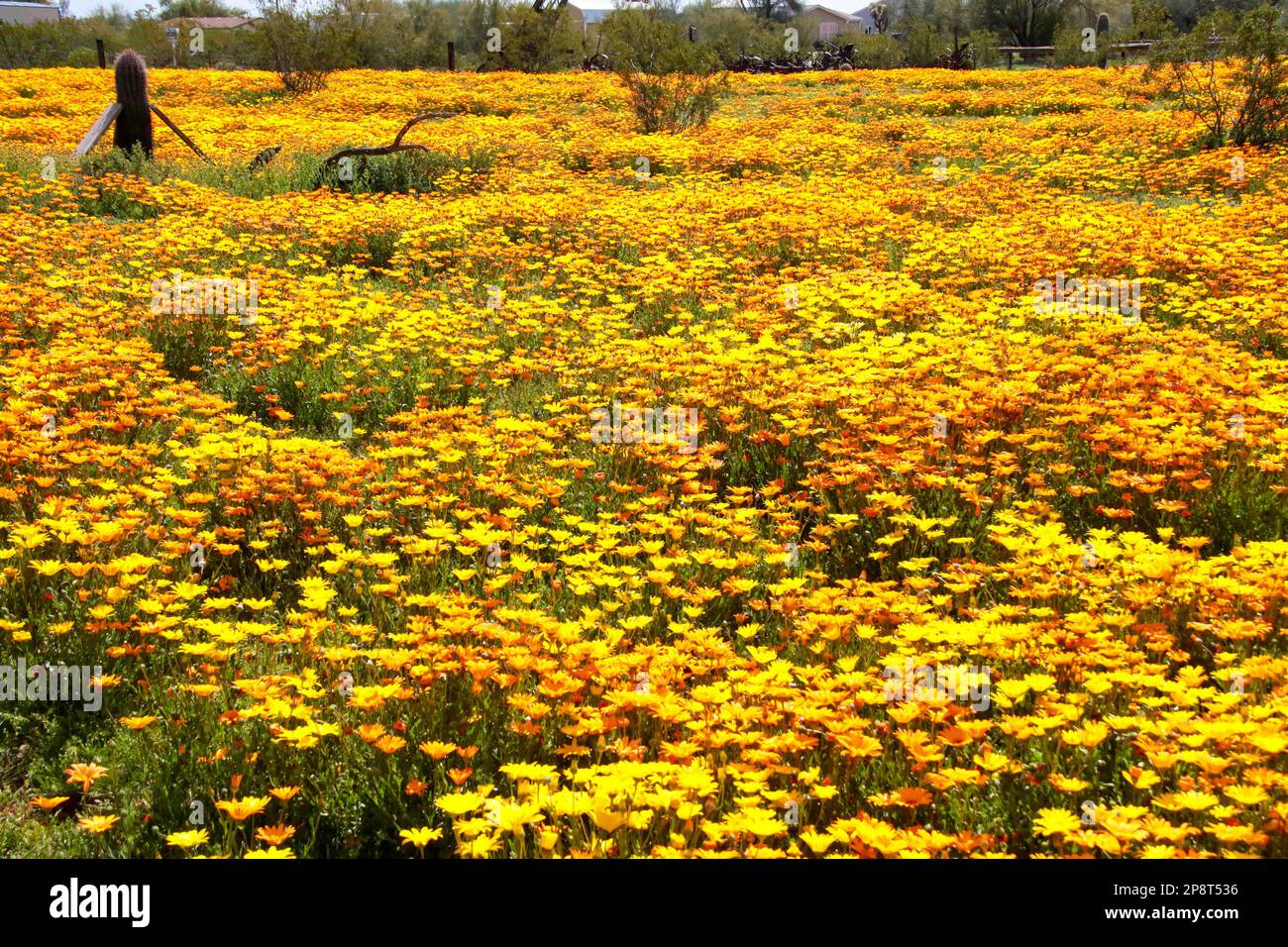 On a three acre plot a vibrant sea of yellow and orange flowers are in ...