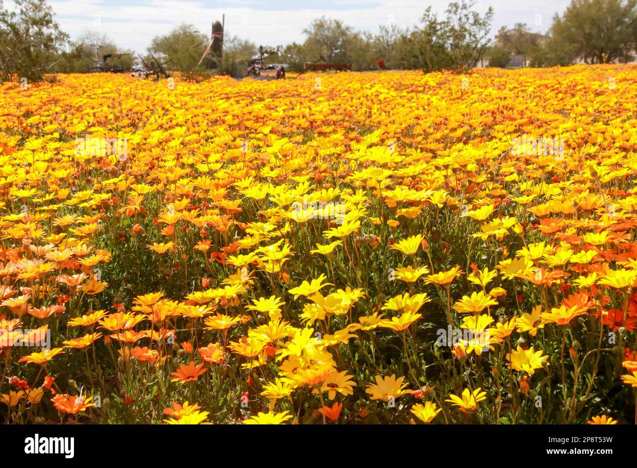 On a three acre plot a vibrant sea of yellow and orange flowers are in ...