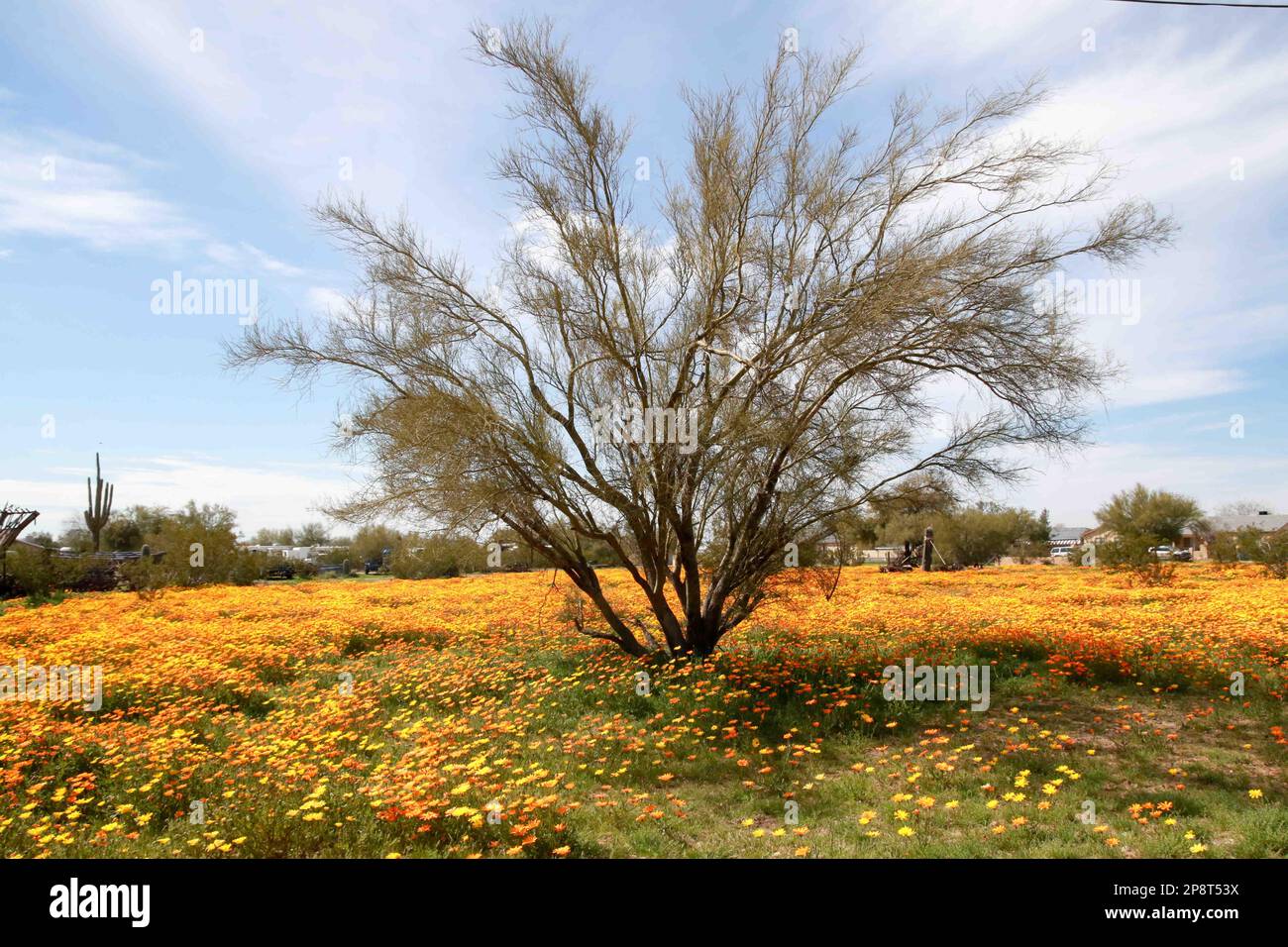 On a three acre plot a vibrant sea of yellow and orange flowers are in ...