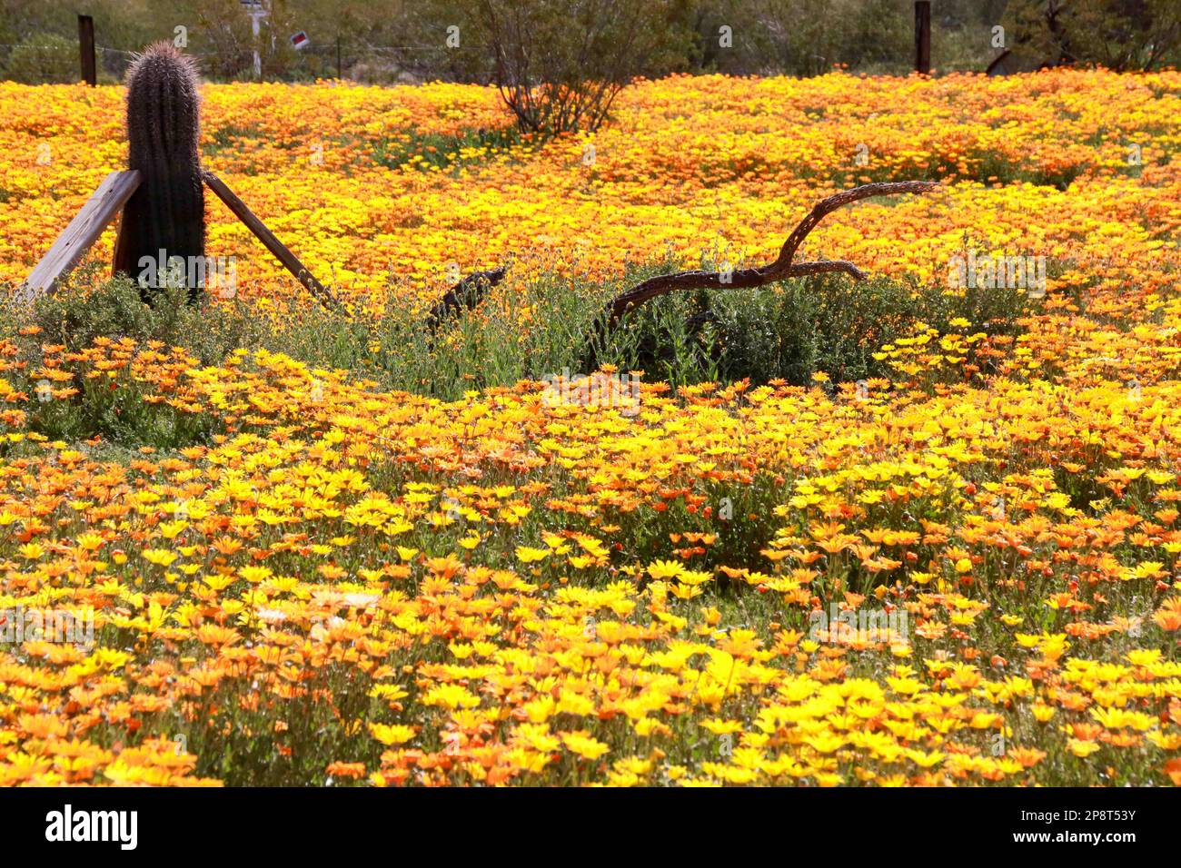 On a three acre plot a vibrant sea of yellow and orange flowers are in ...